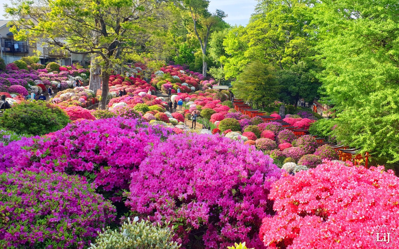 Azalea Festival at Nezu Shrine | TOKYO - Kura in Japan 🌸