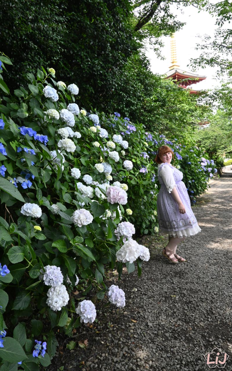 AJISAI - Where to find Hydrangea Spots in & around Tokyo - Kura in Japan 🌸
